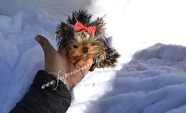BABYDOLL FACED YORKIES / CANADA | TEACUP YORKIES