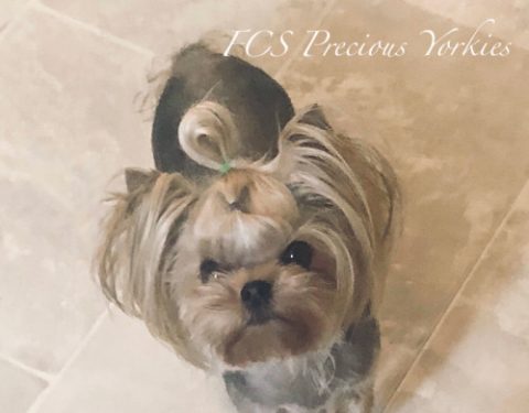 BABY DOLL YORKIES / CANADA - VANCOUVER - FCS PRECIOUS YORKIES