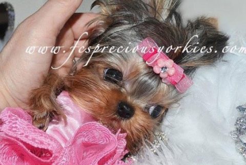 BABYDOLL FACED YORKIES / CANADA | TEACUP YORKIES