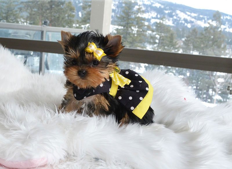 Yorkie Puppies For Sale - FCS Precious Yorkies