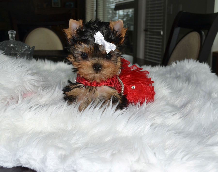 Yorkie Puppies For Sale - FCS Precious Yorkies