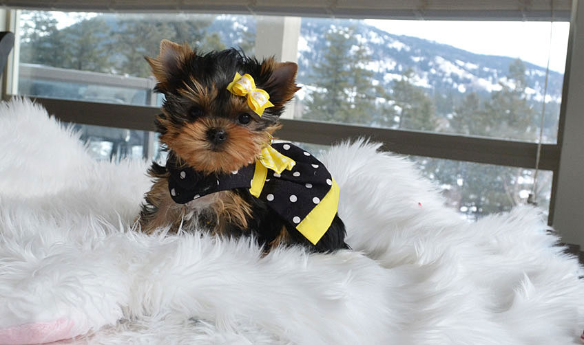 Yorkie Puppies For Sale - FCS Precious Yorkies
