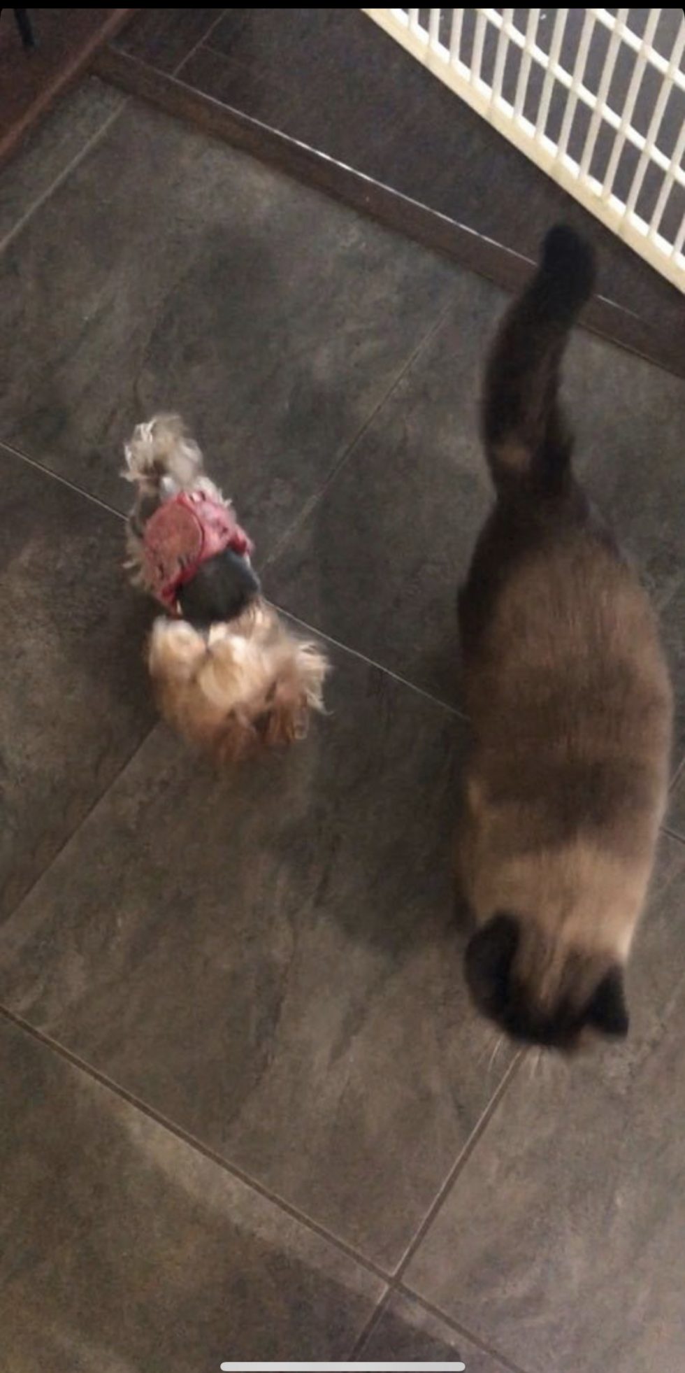 Yorkie Puppies For Sale - FCS Precious Yorkies