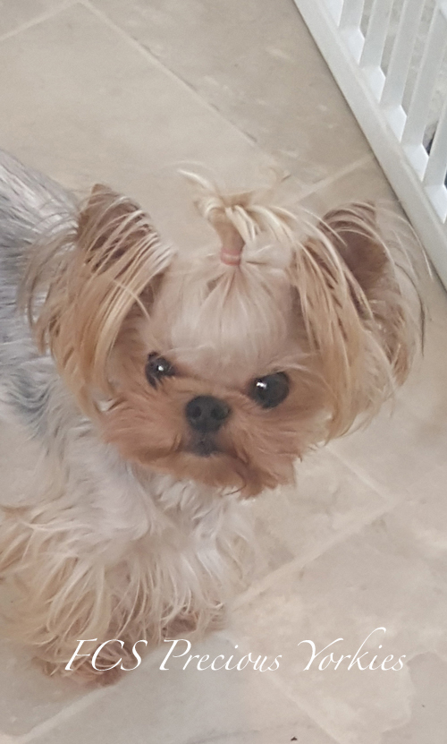 Yorkie Puppies For Sale - FCS Precious Yorkies